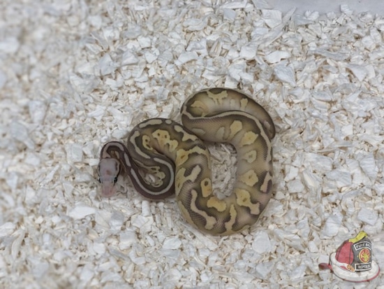 Hypo Super Pastel Butter Vanilla Ball Python by Fireball Reptiles