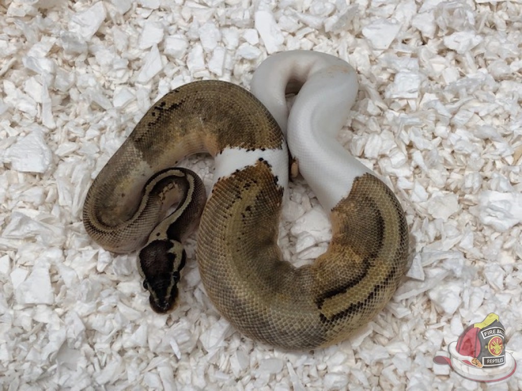 Super Pastel Piebald Ball Python by Fireball Reptiles - MorphMarket