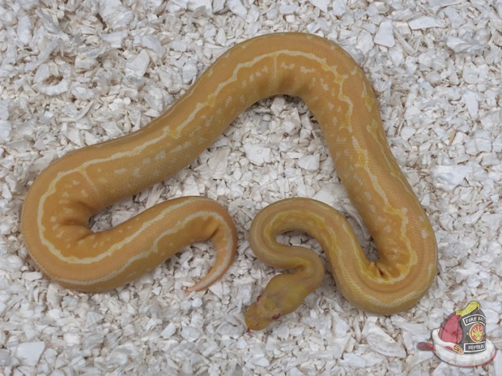 Albino Black Pastel Pinstripe Ball Python by Fireball Reptiles ...