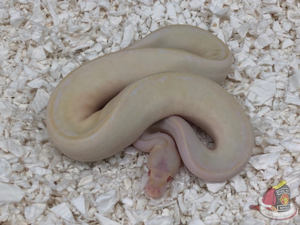 Albino Ivory Ball Python by Fireball Reptiles - MorphMarket