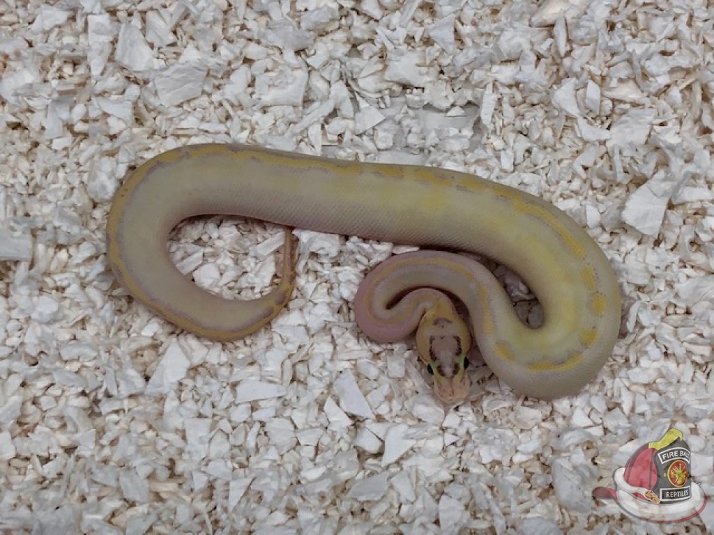 Pastel Enchi Ivory Ball Python by Fireball Reptiles - MorphMarket