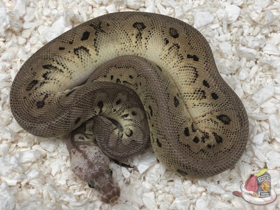 Black Pewter Clown 66% Het. Hypo Desert Ghost Ball Python by Fireball ...