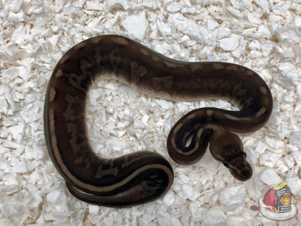 Super Chocolate Black Pastel Ball Python by Fireball Reptiles - MorphMarket