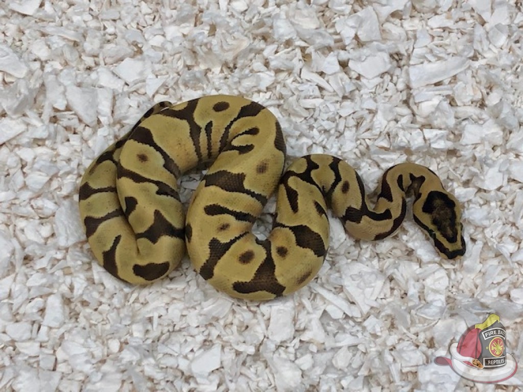 Super Enchi Desert Ghost Ball Python by Fireball Reptiles - MorphMarket