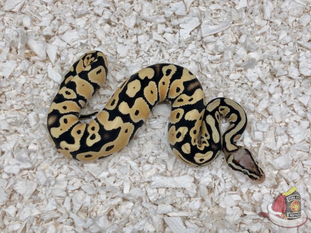 Pastel Desert Ghost Ball Python by Fireball Reptiles - MorphMarket