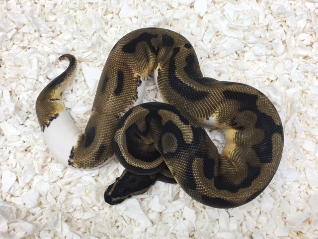 Chocolate Pied Ball Python by Fireball Reptiles - MorphMarket