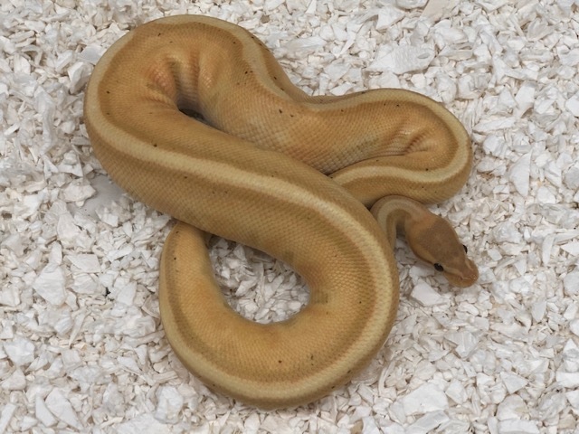 Banana Genetic Stripe Ball Python by Fireball Reptiles - MorphMarket