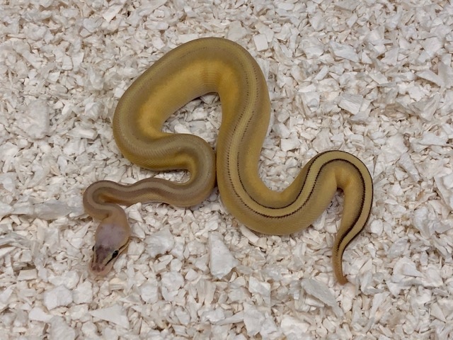 Super Pastel Butter Genetic Stripe Ball Python by Fireball Reptiles ...
