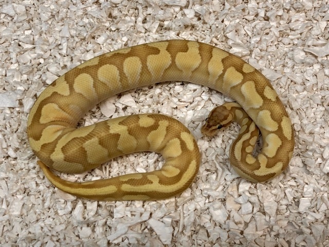 Banana Butter Enchi Ball Python by Fireball Reptiles - MorphMarket