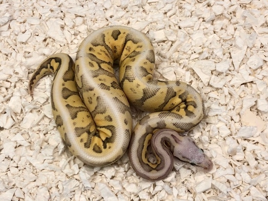Hypo Super Pastel Super Vanilla Ball Python by Fireball Reptiles