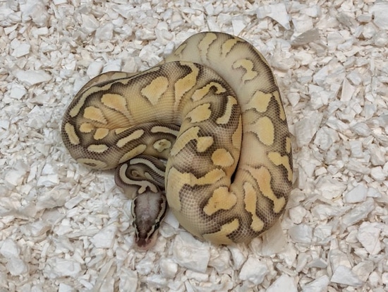 Hypo Pastel Butter Vanilla Ball Python by Fireball Reptiles