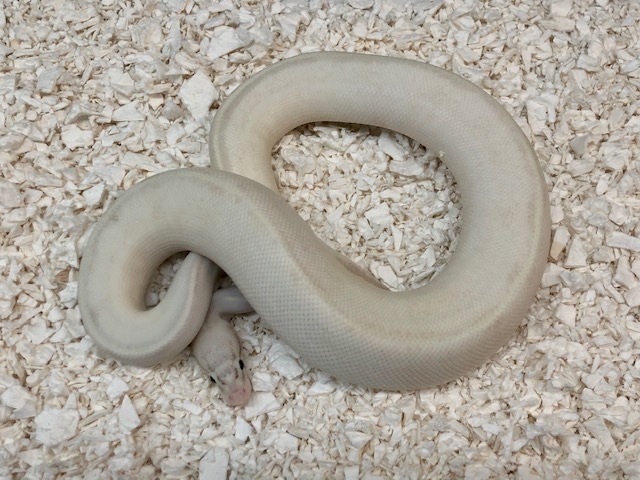 Pastel Ivory 100% Het Genetic Stripe Ball Python by Fireball Reptiles ...