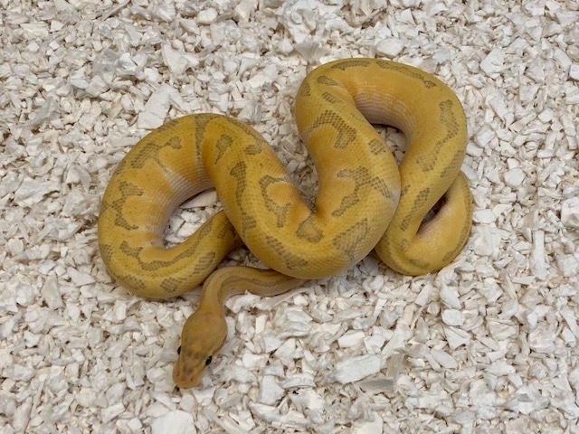 Hypo Enchi Butter Lemonblast Ball Python by Fireball Reptiles - MorphMarket