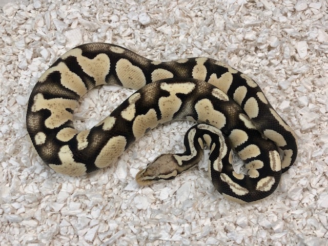 Pastel Chocolate Desert Ghost 100% Het Hypo Ball Python by Fireball ...