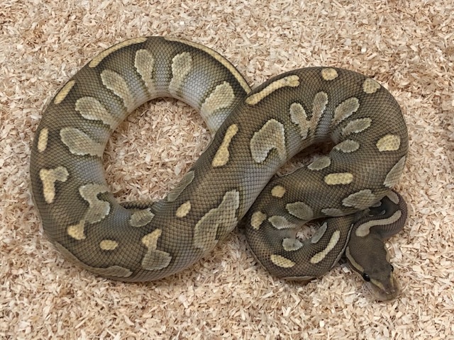 Hypo Chocolate Butter Ball Python by Fireball Reptiles - MorphMarket