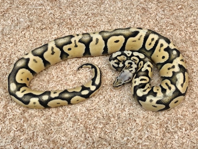 Super Pastel Desert Ghost Ball Python by Fireball Reptiles - MorphMarket