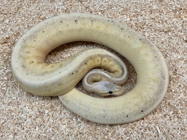 Banana Black Pewter Fire Ball Python by Fireball Reptiles - MorphMarket