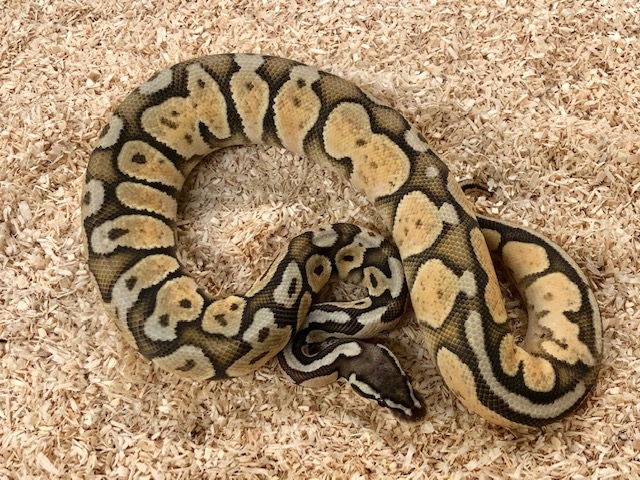 Hypo Pewter Enchi Ball Python by Fireball Reptiles - MorphMarket