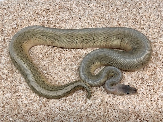 Hypo Pewter Pinstripe Ball Python by Fireball Reptiles