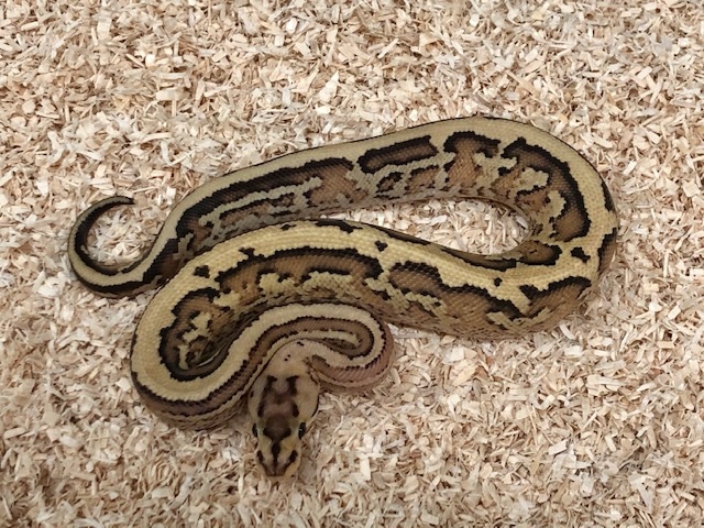 Cryptic Super Specter Desert Ghost Ball Python by Fireball Reptiles ...