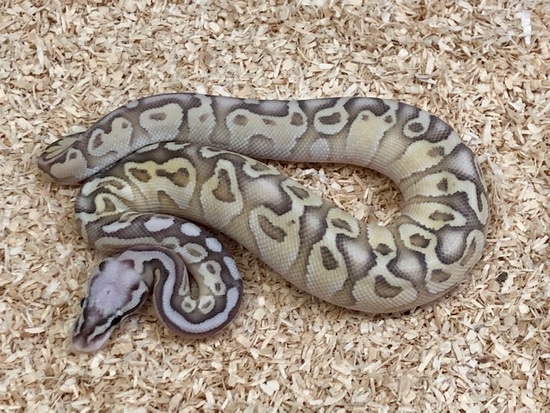 Hypo Super Pastel Butter Vanilla Ball Python by Fireball Reptiles