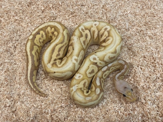 Banana Black Pewter Ball Python by Fireball Reptiles - MorphMarket