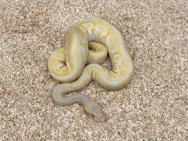 Albino Pastel Butter Ball Python by Fireball Reptiles - MorphMarket
