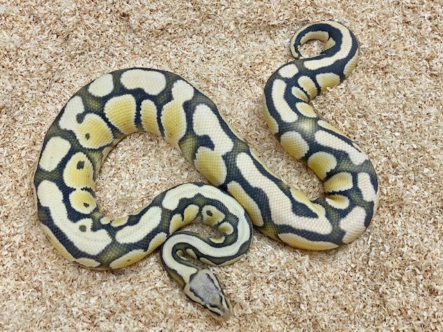 Hypo Pastel Desert Ghost Ball Python by Fireball Reptiles - MorphMarket