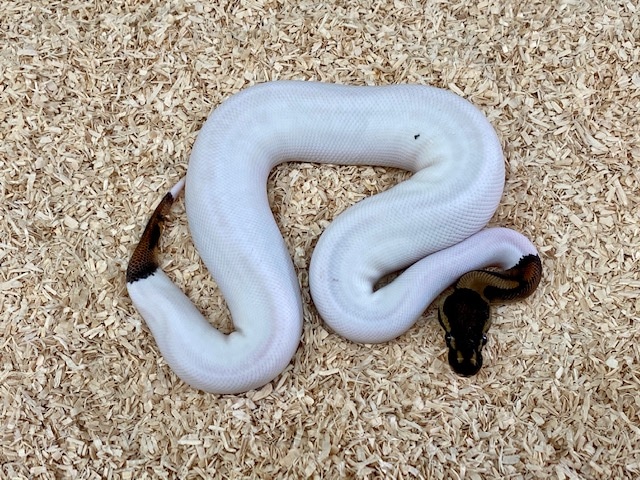 Black Pastel Pied Ball Python by Fireball Reptiles - MorphMarket