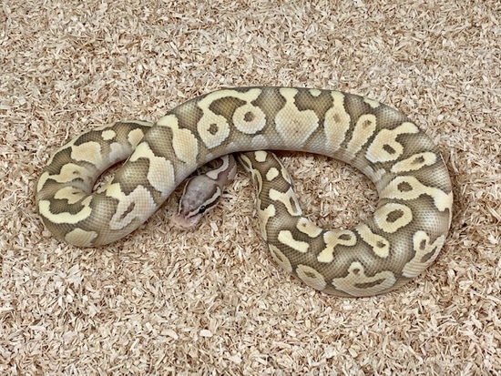 Hypo Pastel Butter Vanilla Ball Python by Fireball Reptiles