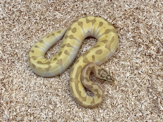 Hypo Pastel Butter Super Enchi Ball Python by Fireball Reptiles