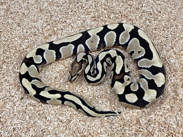 Cryptic Desert Ghost Ball Python by Fireball Reptiles - MorphMarket