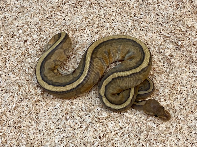 Hypo Genetic Stripe Ball Python by Fireball Reptiles - MorphMarket