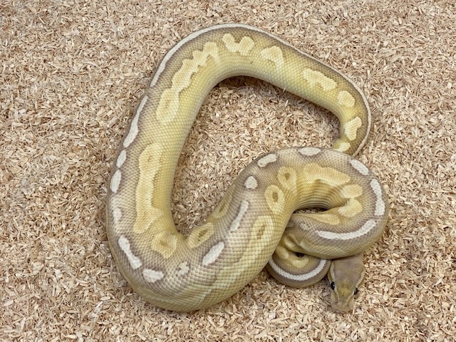 Banana Pewter Butter Poss Fire Ball Python by Fireball Reptiles ...