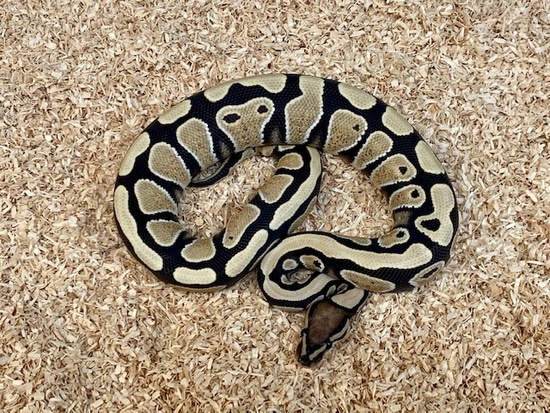 Desert Ghost 100% Het Cryptic Ball Python by Fireball Reptiles