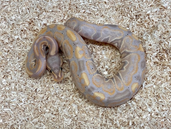 Banana Black Pastel Ball Python by Fireball Reptiles