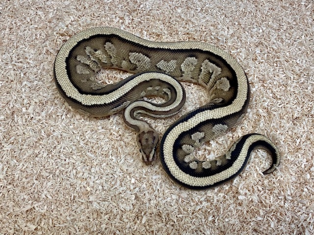 Super Specter 100% Double Het Cryptic Desert Ghost Ball Python by ...