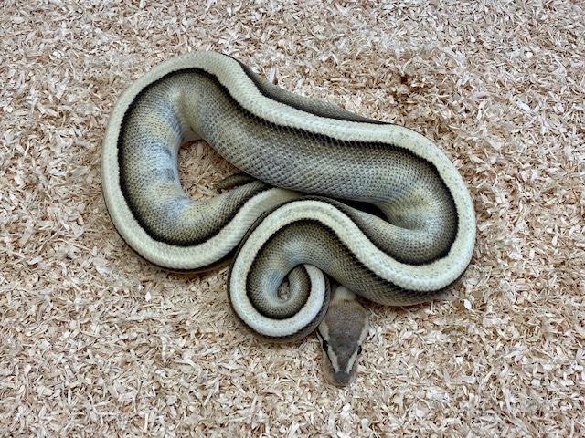 Desert Ghost Genetic Stripe 66% Het Cryptic Ball Python by Fireball ...