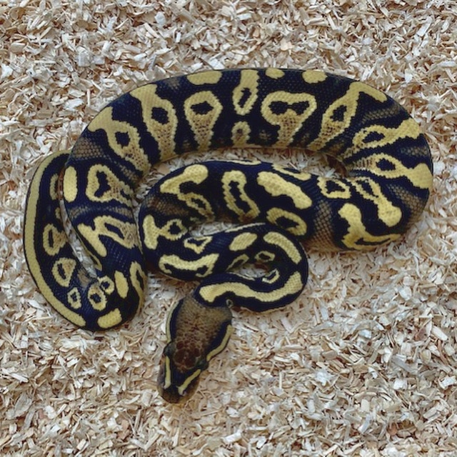Hurricane Desert Ghost Ball Python by Fireball Reptiles - MorphMarket