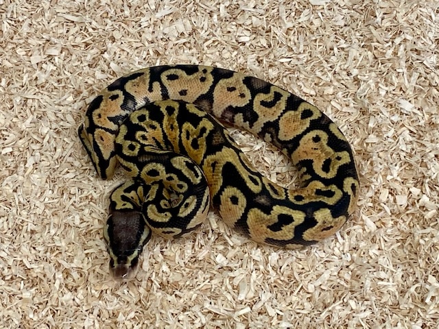 Pastel Yellowbelly 100% Het Desert Ghost Ball Python by Fireball ...