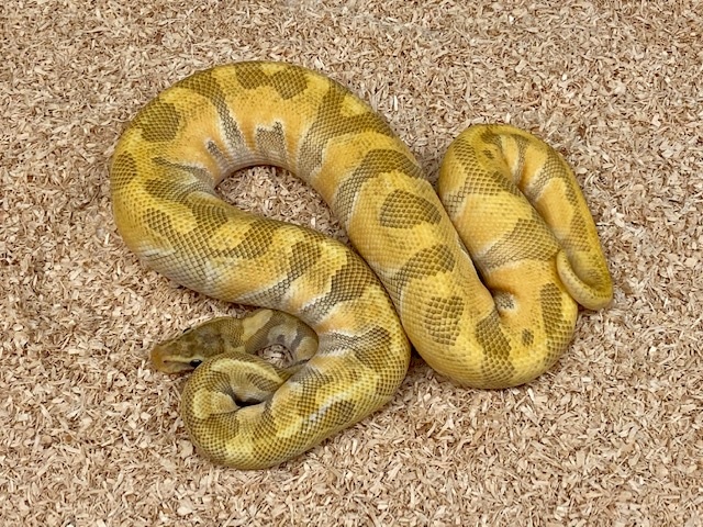 Hypo Butter Super Enchi Ball Python by Fireball Reptiles - MorphMarket