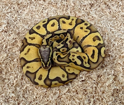 Hypo Super Chocolate Butter Ball Python by Fireball Reptiles - MorphMarket
