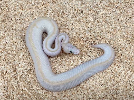 Black Pewter Butter Mimosa Blue Eye/Black Eye Ball Python by Fireball ...