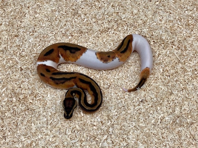 Pied 100% Het Genetic Stripe Ball Python by Fireball Reptiles - MorphMarket