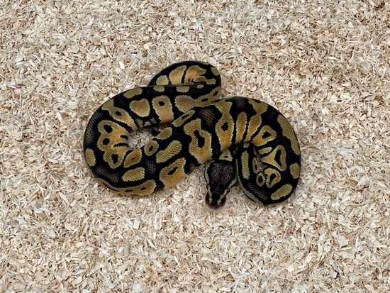 Pastel 100% Triple Het Cryptic Desert Ghost Genetic Stripe Ball Python ...