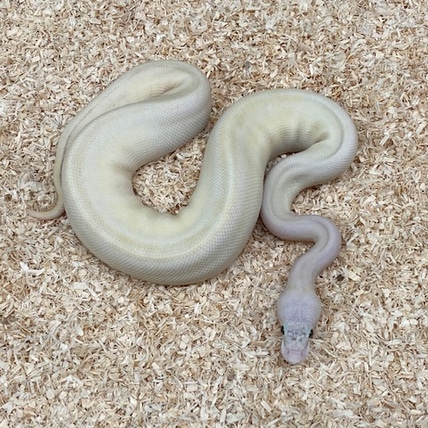 Super Pastel Cryptic Genetic Stripe 100% Het Desert Ghost Ball Python ...