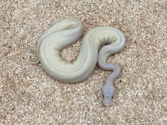 Super Pastel Butter Superstripe? Genetic Stripe Ball Python by Fireball ...