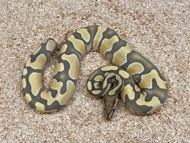 Hypo Enchi Desert Ghost Ball Python by Fireball Reptiles - MorphMarket