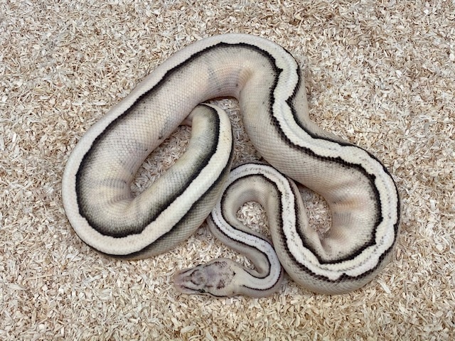 Pastel Desert Ghost Genetic Stripe Ball Python by Fireball Reptiles ...