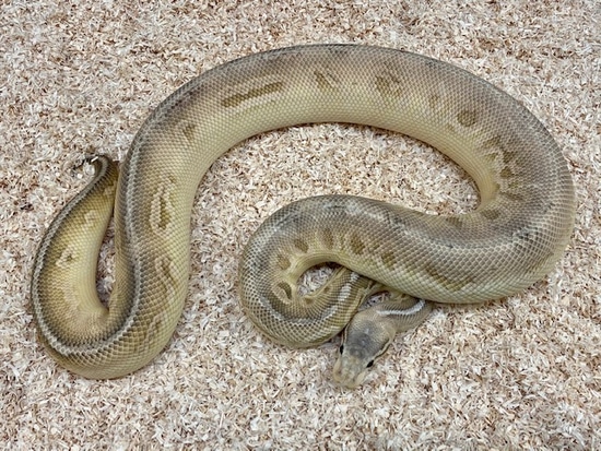 Hypo Black Pewter Butter Ball Python by Fireball Reptiles